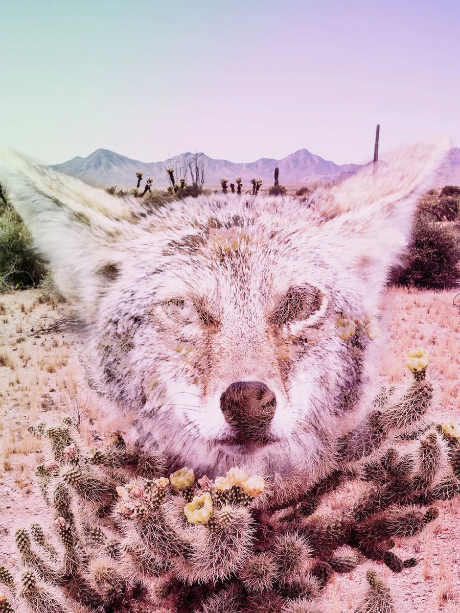 Photo Collages and Graphic Art Prints – Lost Kat Photography