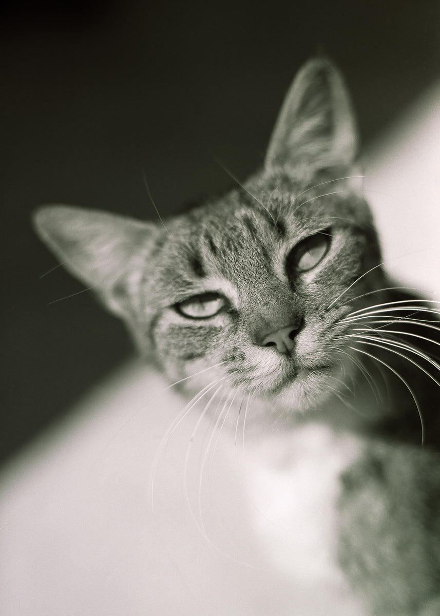 Tabby Attitude Modern Wall Art Print – Lost Kat Photography